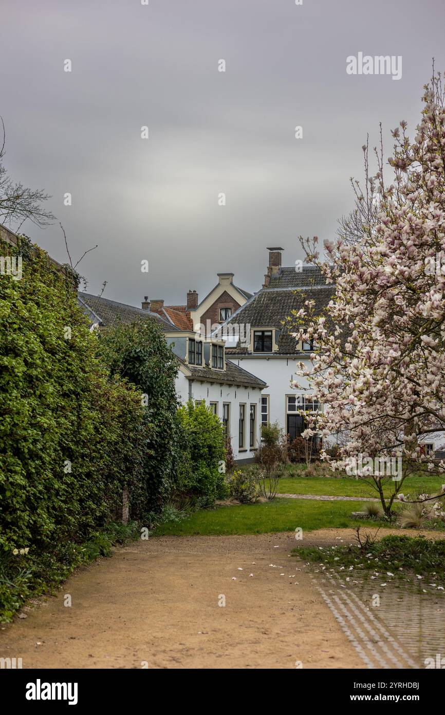 A peaceful garden path with greenery on the left, a blooming magnolia ...