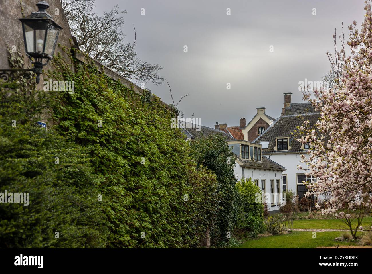 A peaceful garden path with greenery on the left, a blooming magnolia ...