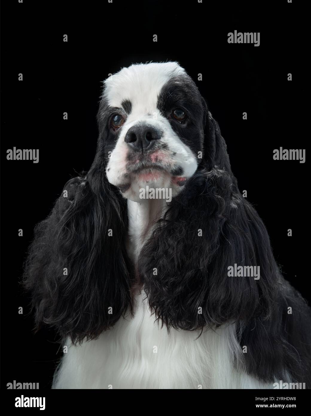 A centered view of an American Cocker Spaniel with a dark background ...