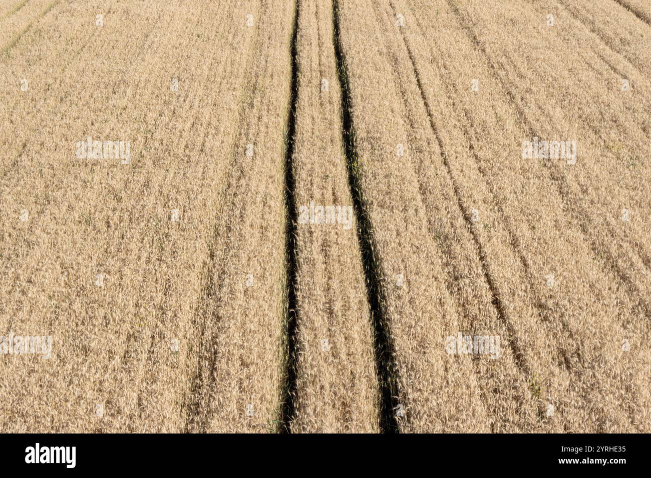 Parallel tractor tracks create lines in a vast, golden wheat field ...