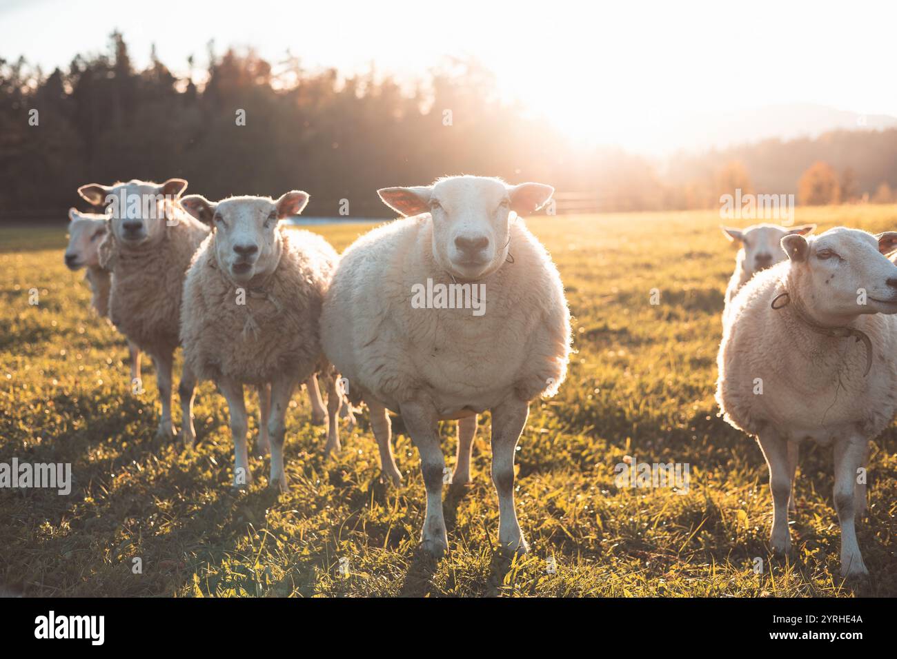 Three sheep stand together in a peaceful meadow during golden hour ...