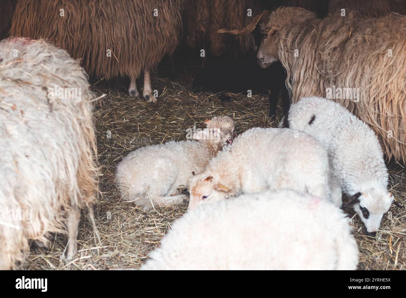 Lambs resting peacefully on a bed of straw against a rustic brick wall ...