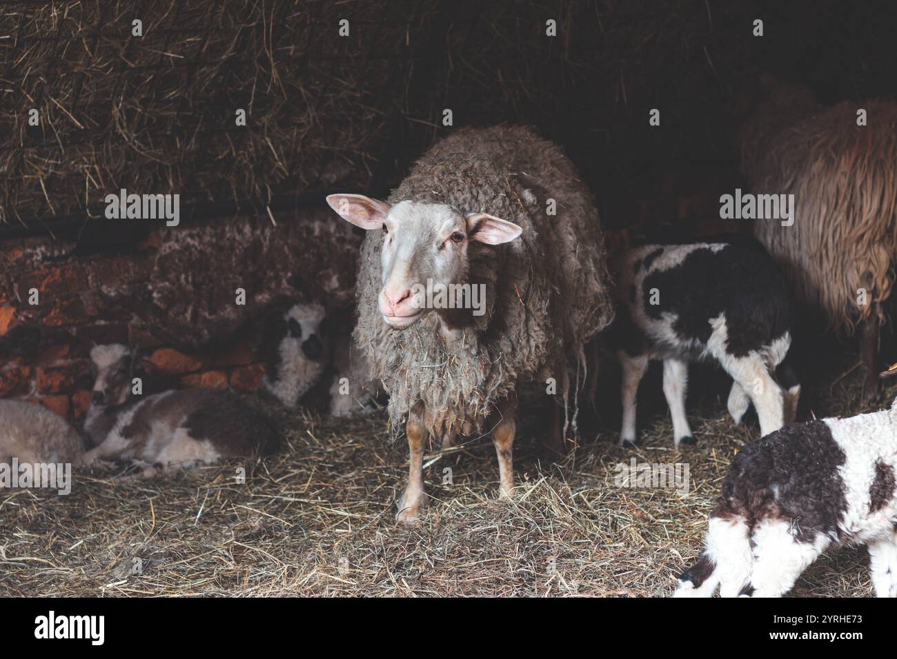 standing sheep in a straw-filled barn, surrounded by a flock. Its ...