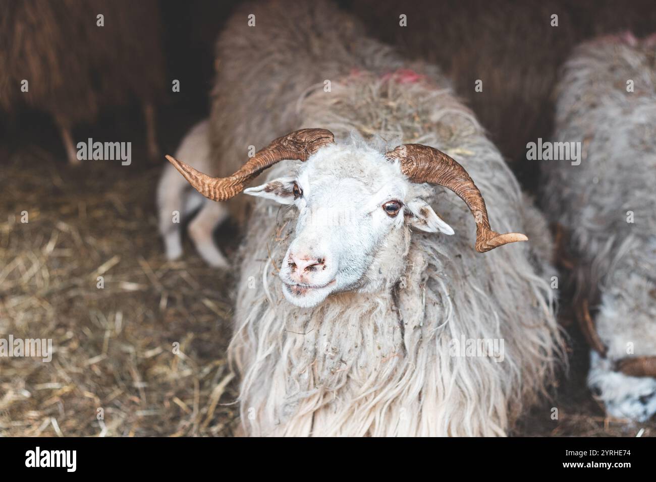 Sheep huddles closely together inside a barn, their thick wool ...