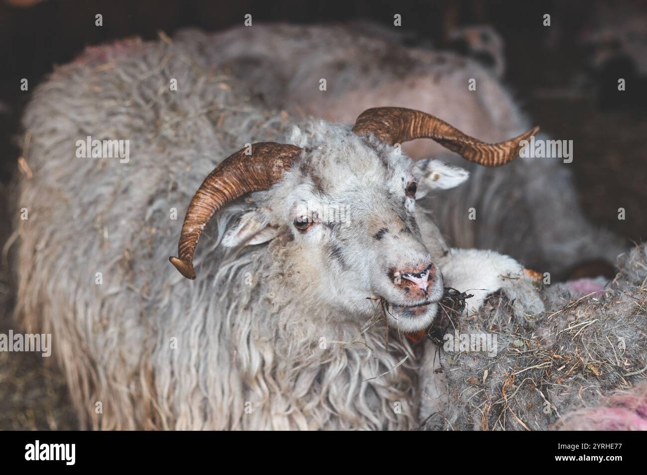 Sheep huddles closely together inside a barn, their thick wool ...