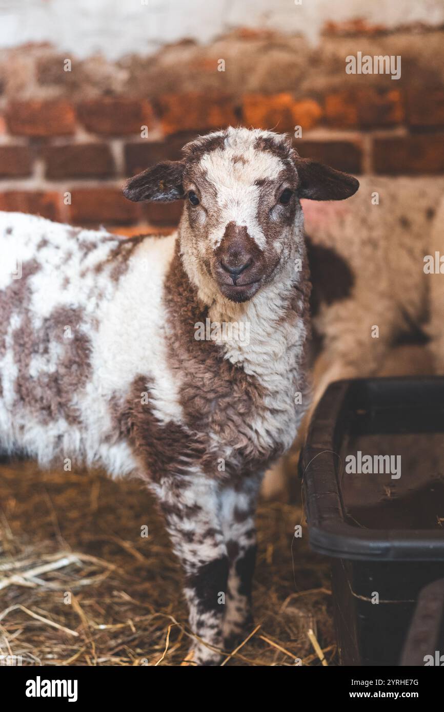 Sheep huddles closely together inside a barn, their thick wool ...
