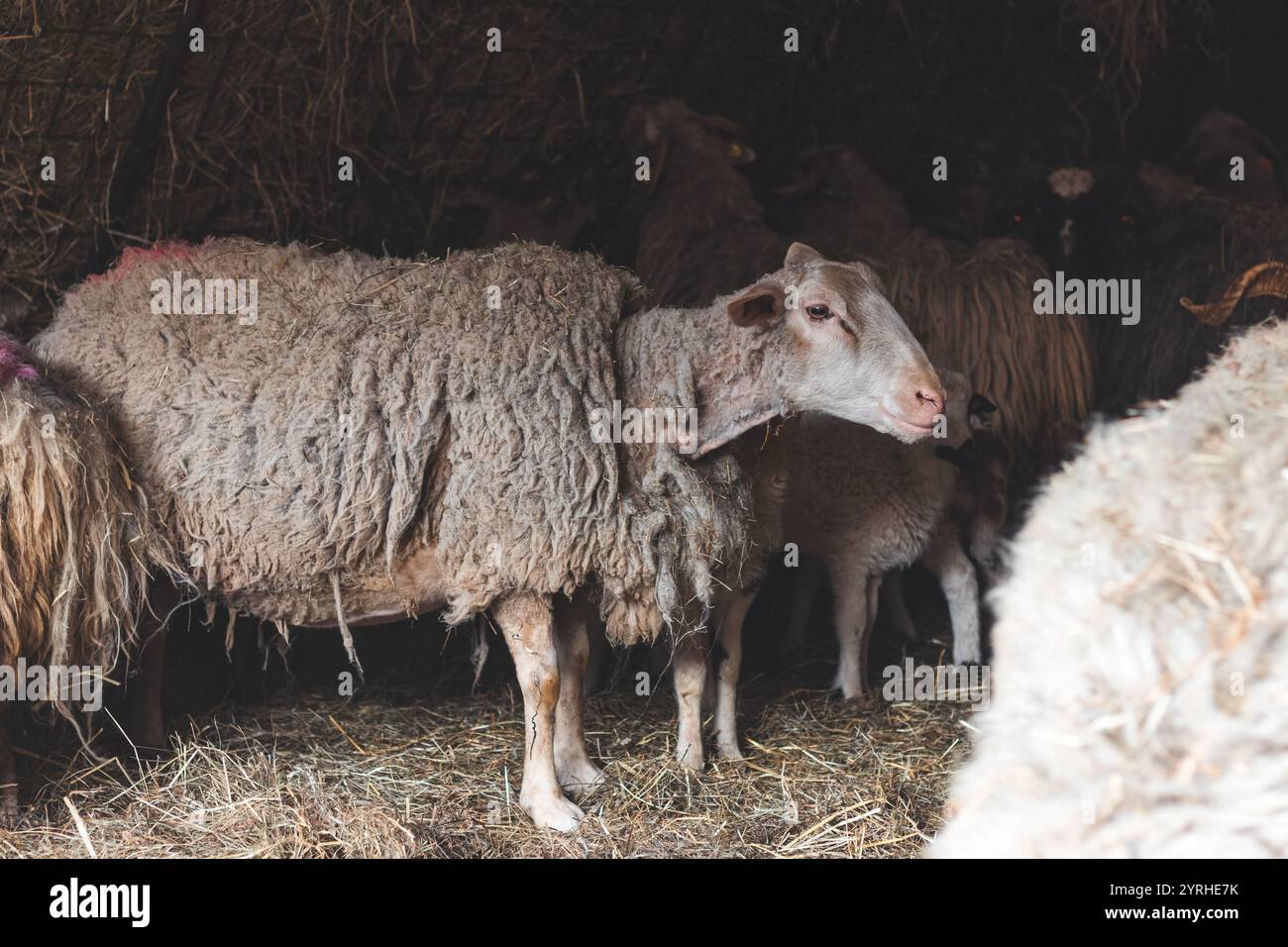 Sheep huddles closely together inside a barn, their thick wool ...