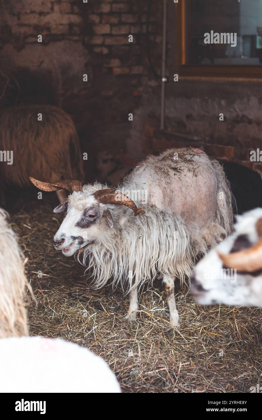 Sheep huddles closely together inside a barn, their thick wool ...