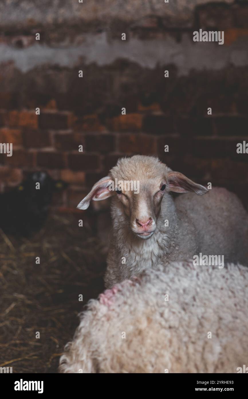 Sheep huddles closely together inside a barn, their thick wool ...