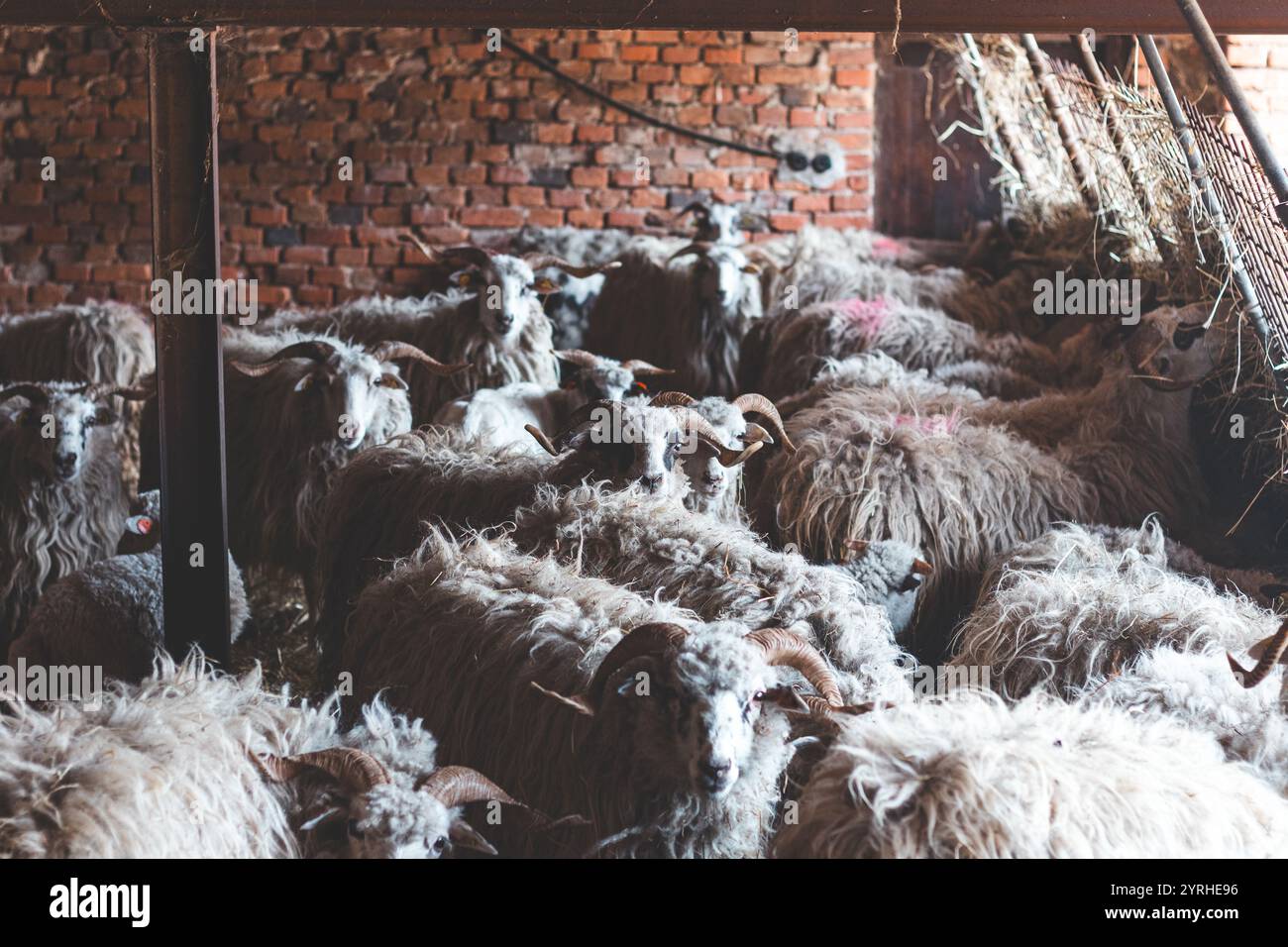 Group of Sheep huddles closely together inside a barn, their thick wool ...