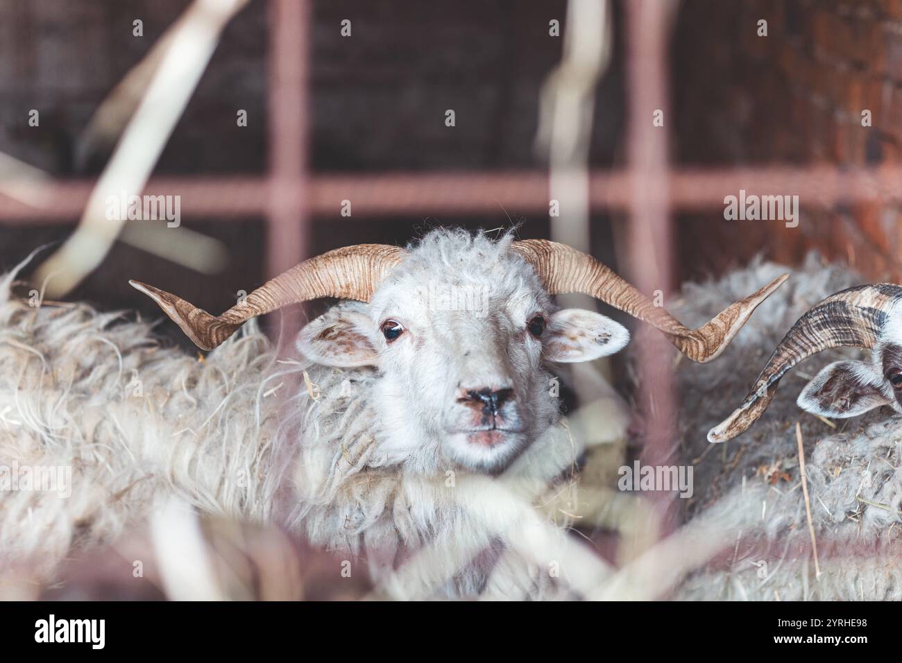 Sheep huddles closely together inside a barn, their thick wool ...