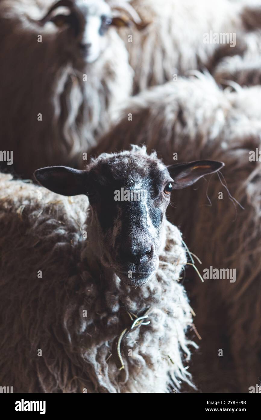 Sheep huddles closely together inside a barn, their thick wool ...