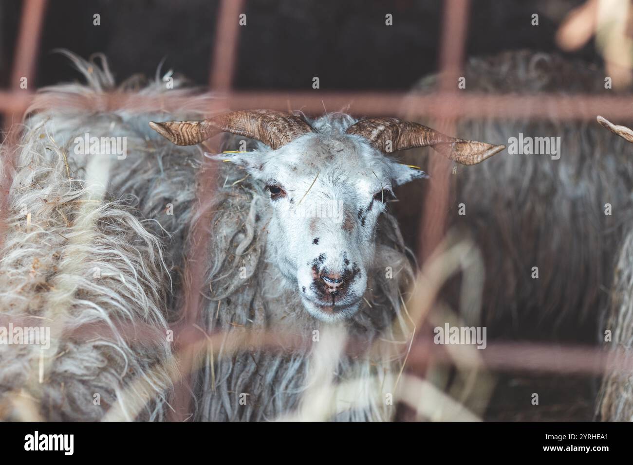Sheep huddles closely together inside a barn, their thick wool ...