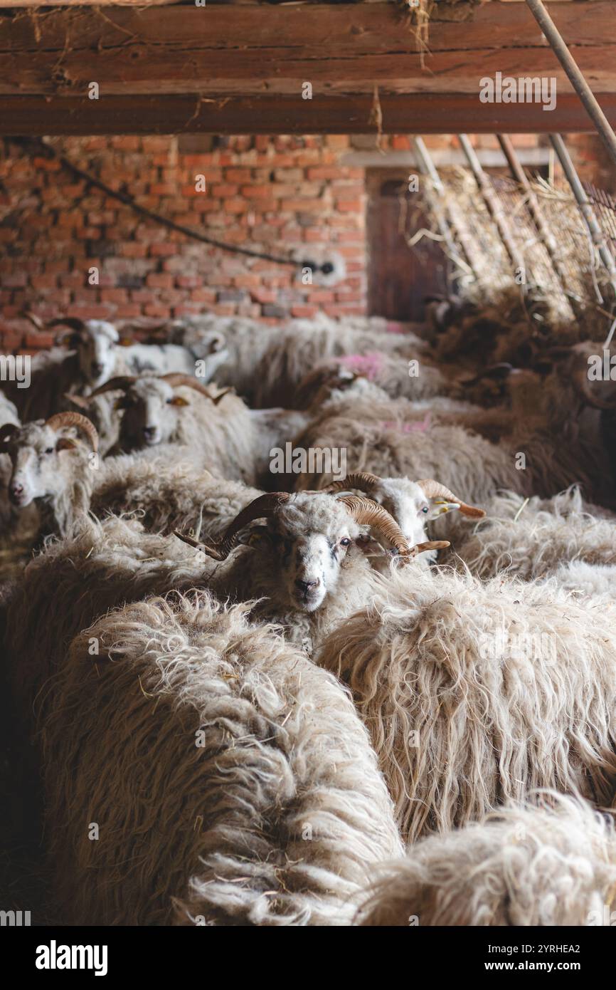 Sheep huddles closely together inside a barn, their thick wool ...