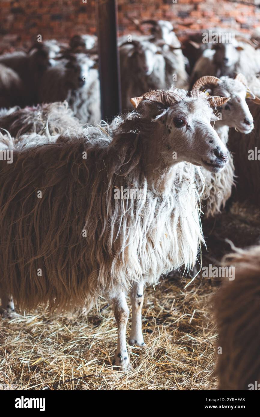 Sheep huddles closely together inside a barn, their thick wool ...