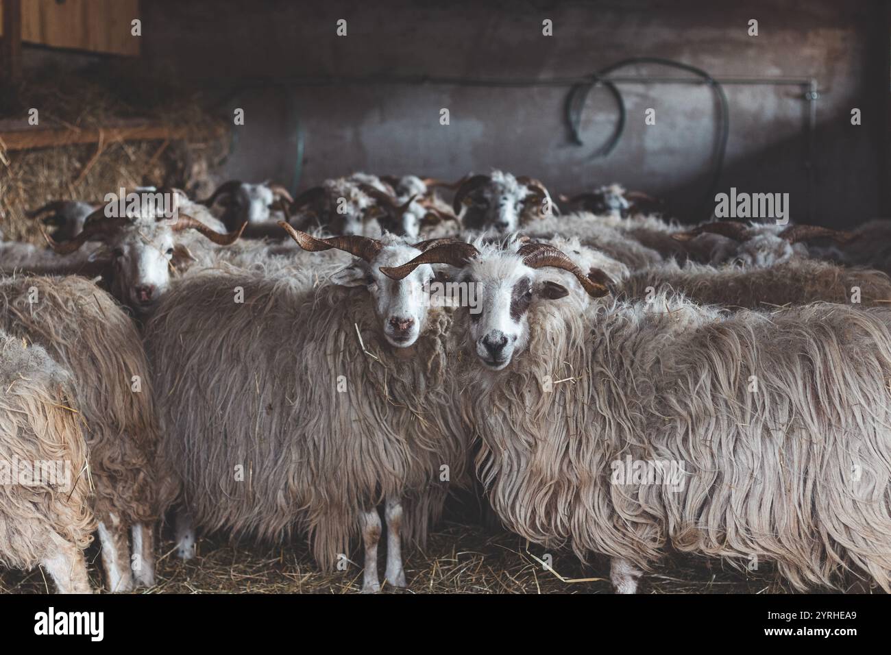 Sheep huddles closely together inside a barn, their thick wool ...