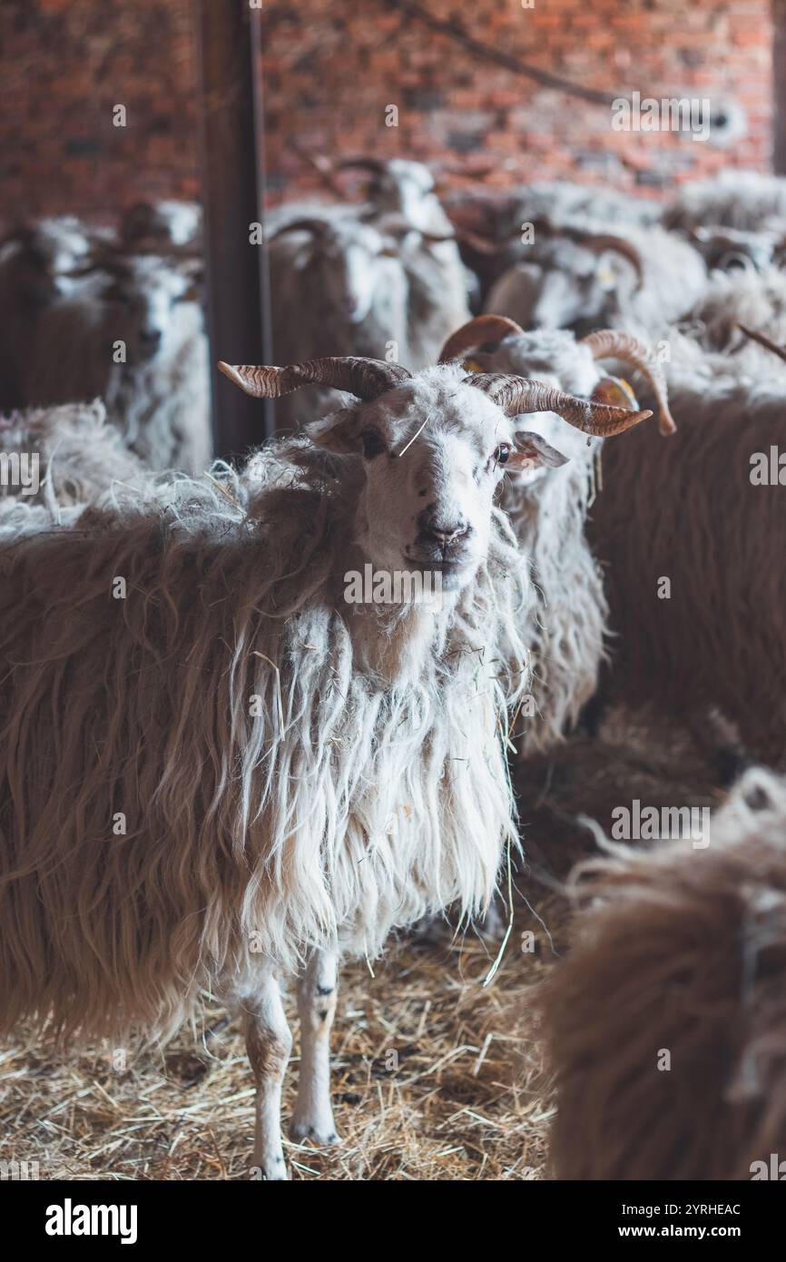 Sheep huddles closely together inside a barn, their thick wool ...