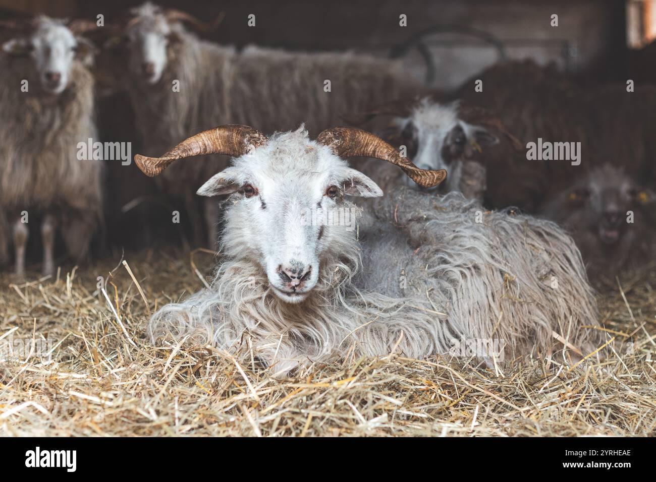 Horned goat lies comfortably on a bed of straw in a rustic barn ...