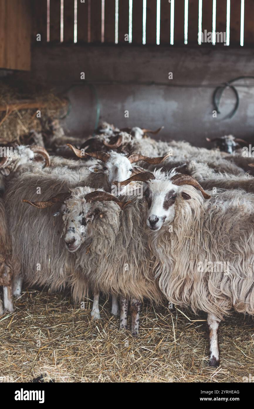 Grey goat resting in straw hi-res stock photography and images - Alamy