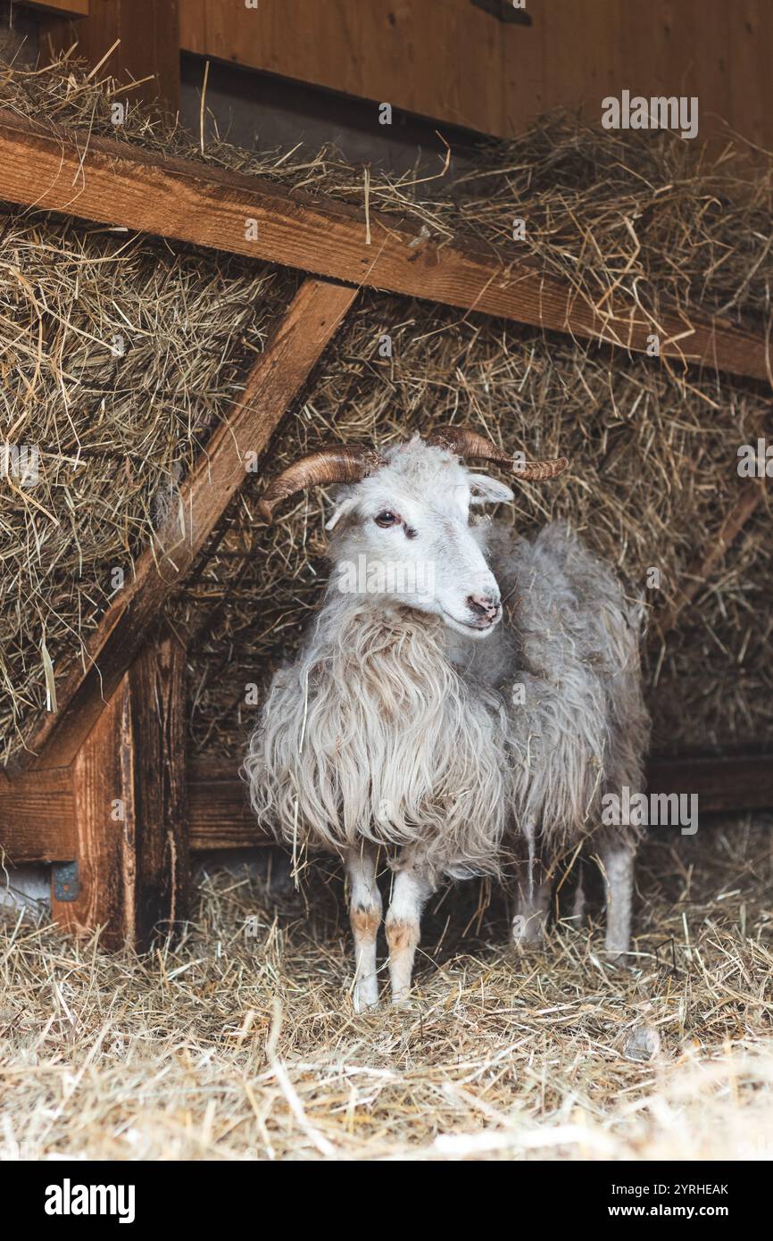 Grey goat resting in straw hi-res stock photography and images - Alamy