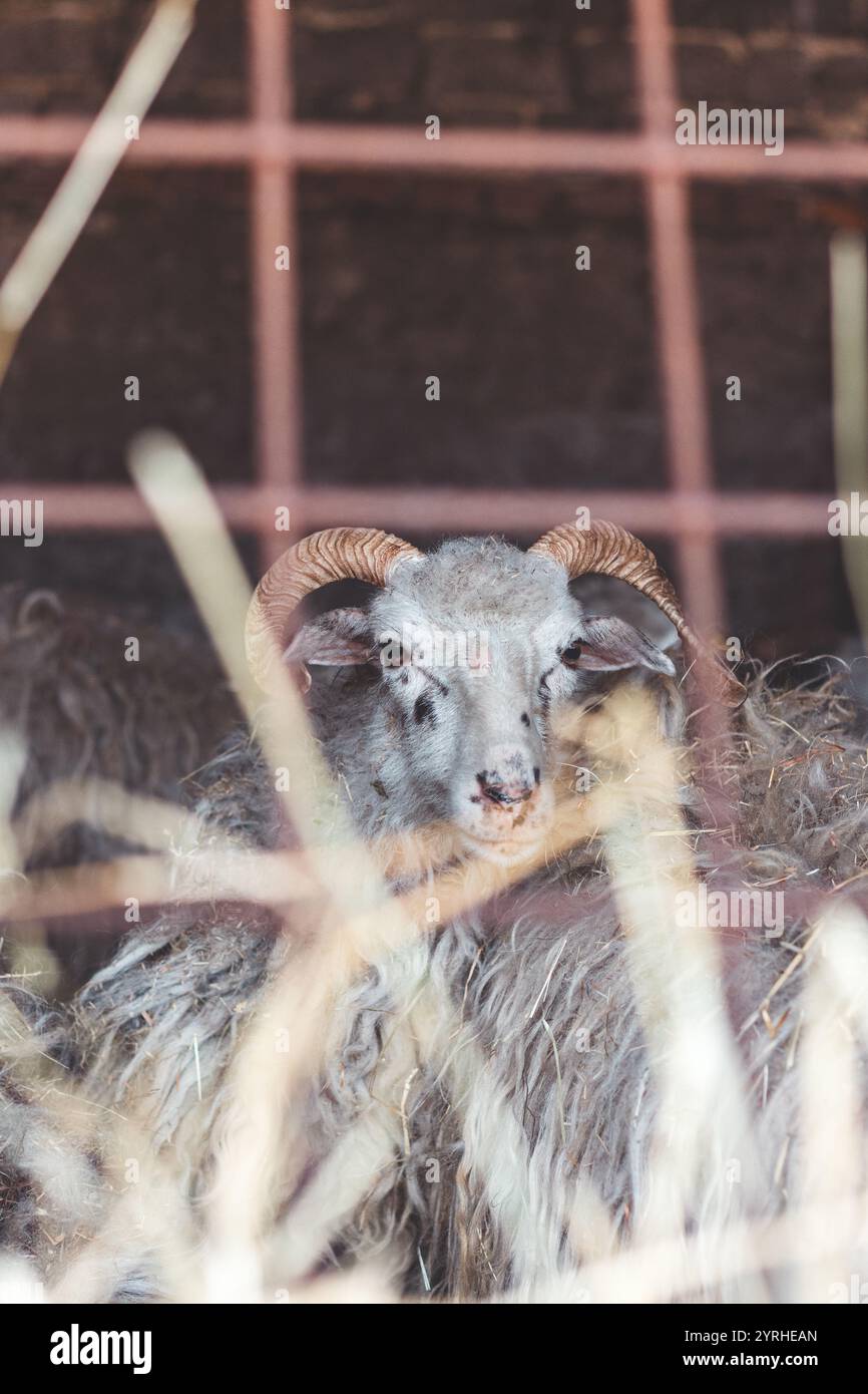 Sheep huddles closely together inside a barn, their thick wool ...