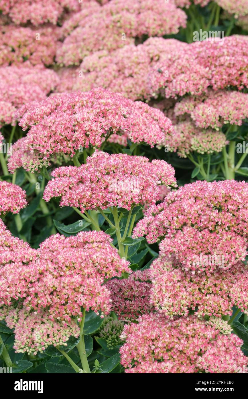 Hylotelephium Matrona, stonecrop Matrona, clusters of starry pale pink ...
