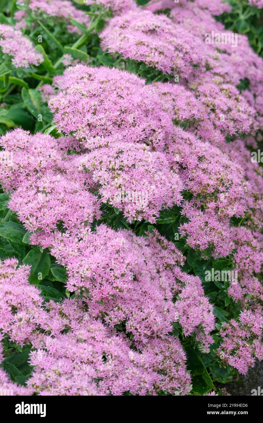 Hylotelephium Matrona, stonecrop Matrona, clusters of starry pale pink ...