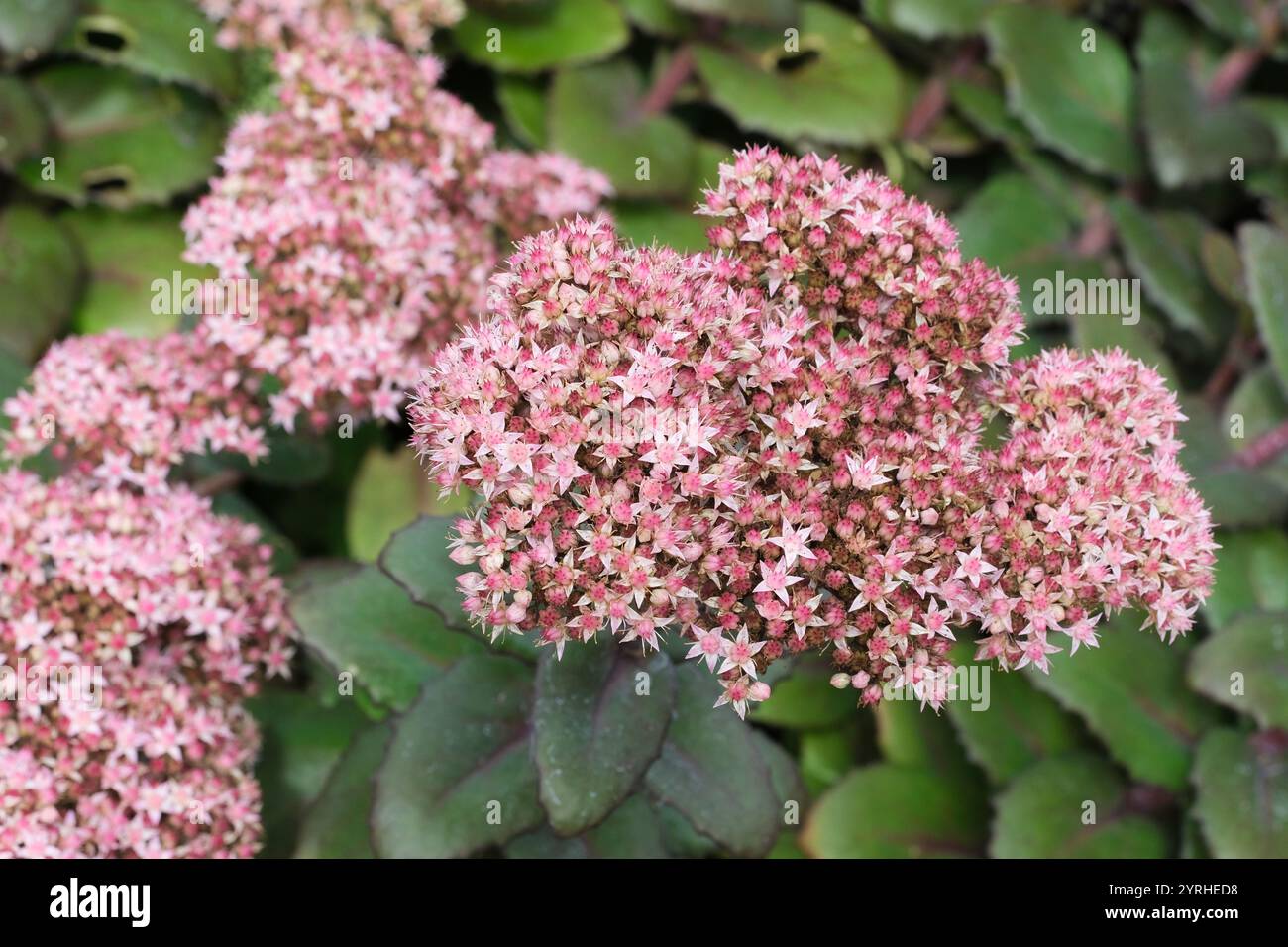 Hylotelephium Matrona, stonecrop Matrona, clusters of starry pale pink ...