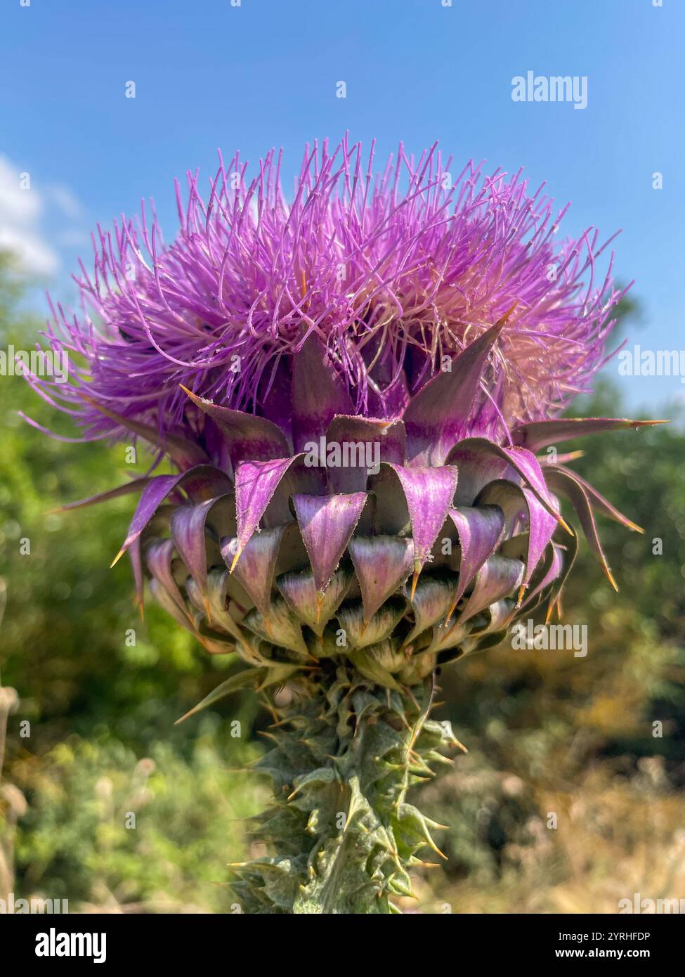 Prairiewildflowers hi-res stock photography and images - Alamy