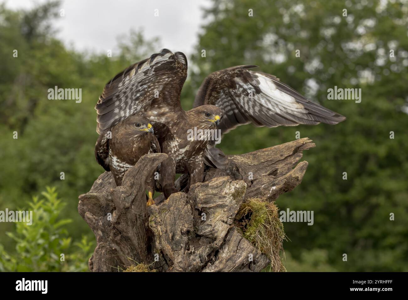 Two common buzzards, Buteo buteo, are perched on a tree stump in a ...