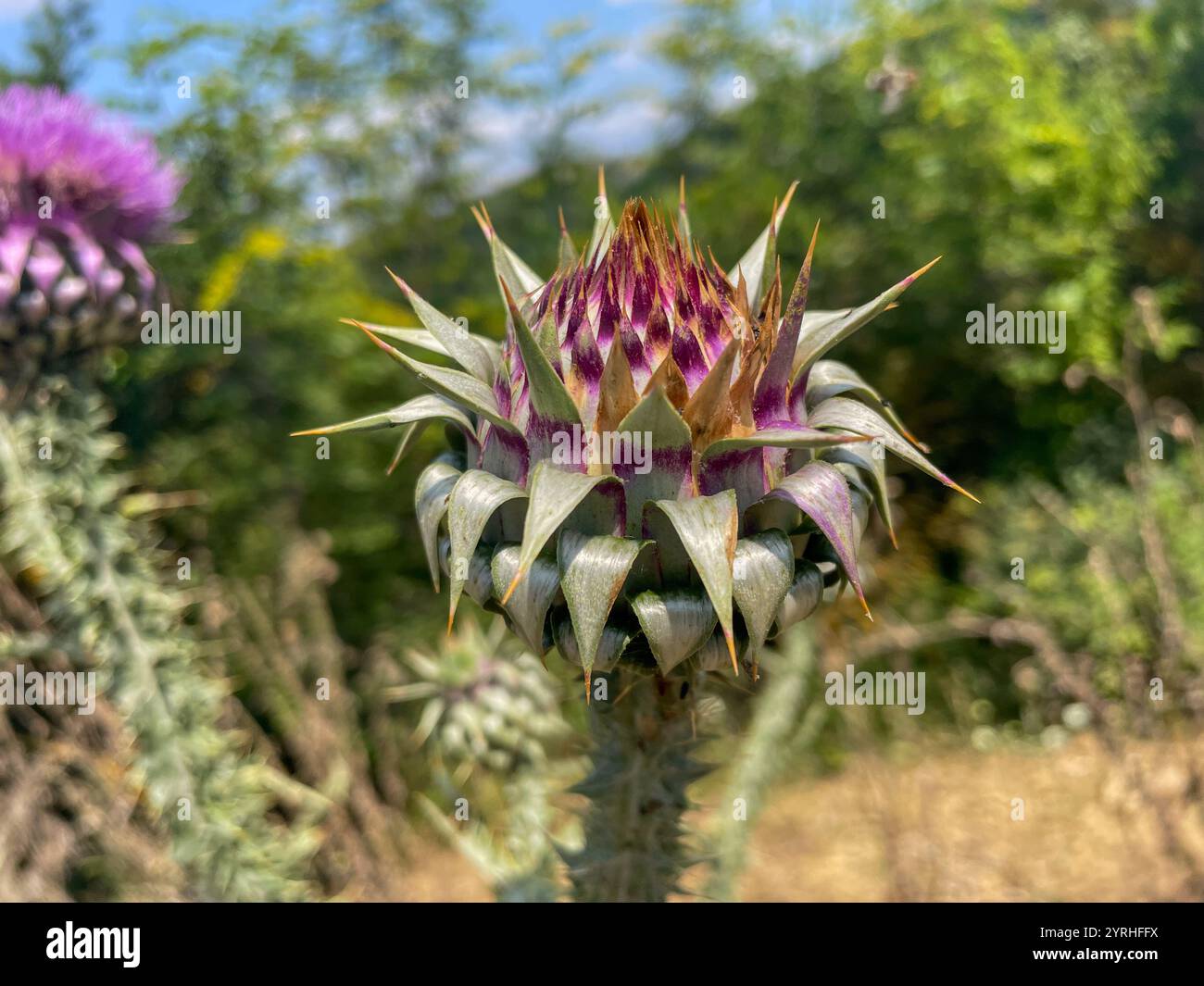 Prairiewildflowers hi-res stock photography and images - Alamy
