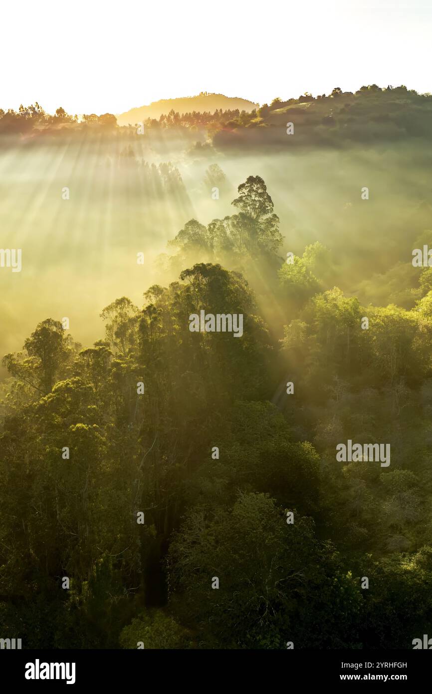 Sunlight streams through mist over a lush forest, casting a golden hue ...