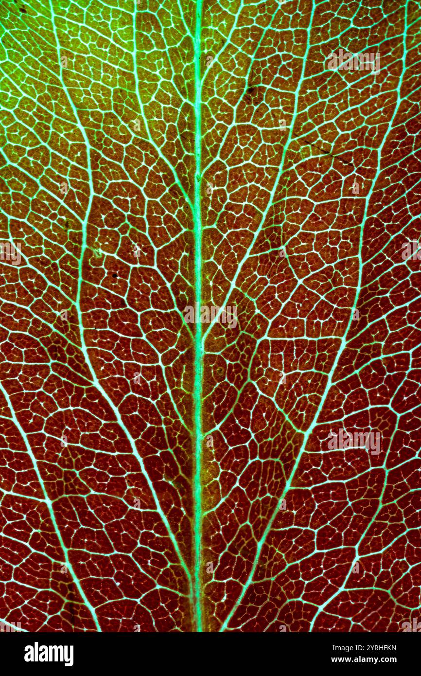 Close-up of a deciduous leaf showing the transformation of pigments The ...