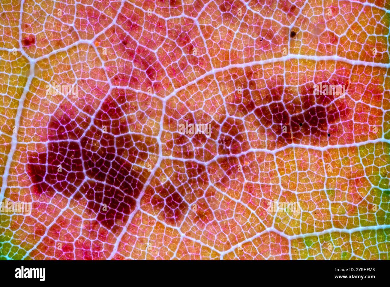 Close-up of deciduous leaf showing metamorphosis as chlorophyll fades ...