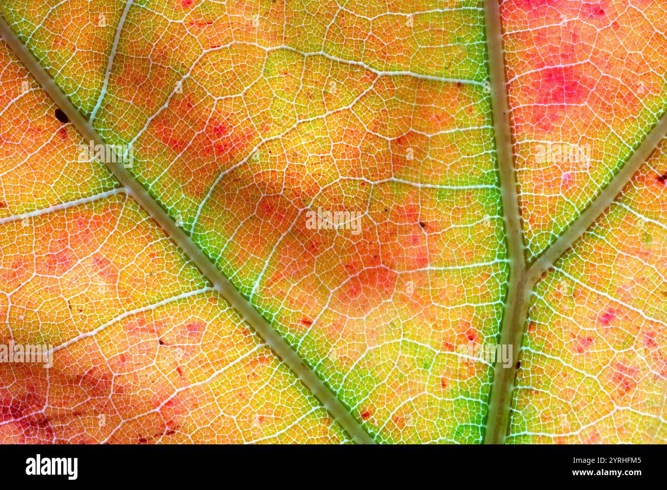 A close-up of a deciduous leaf showcasing its metamorphosis as ...