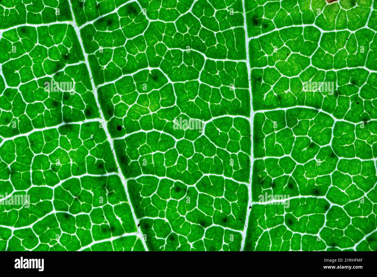 High-detail macro image of a green leaf displaying its vibrant color ...