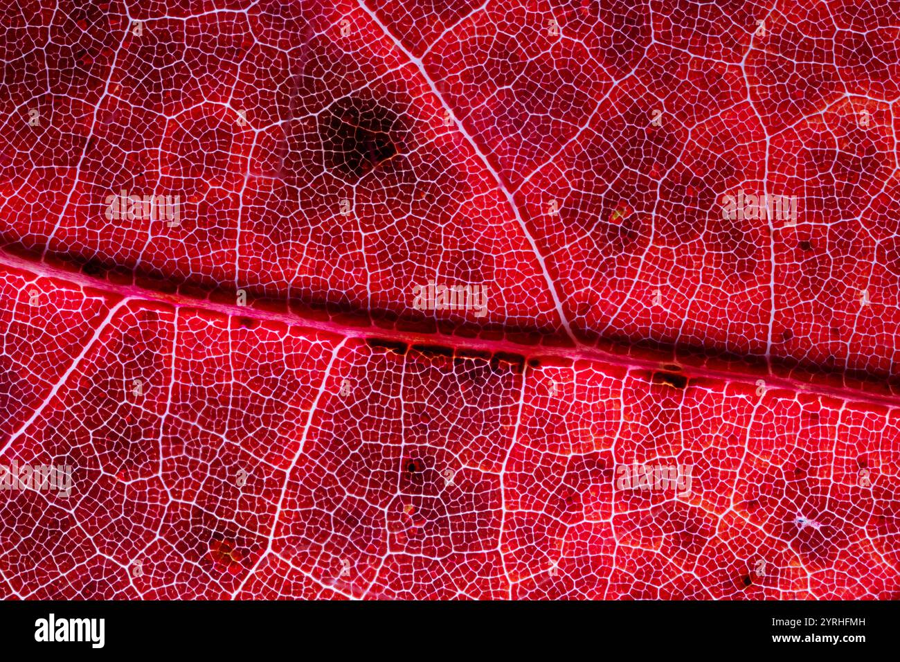 Close-up of a deciduous leaf showing its transformation as carotenoid ...