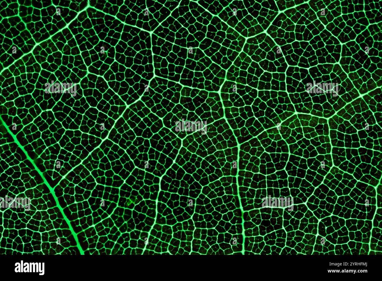 Vibrant representation of plant life hi-res stock photography and ...