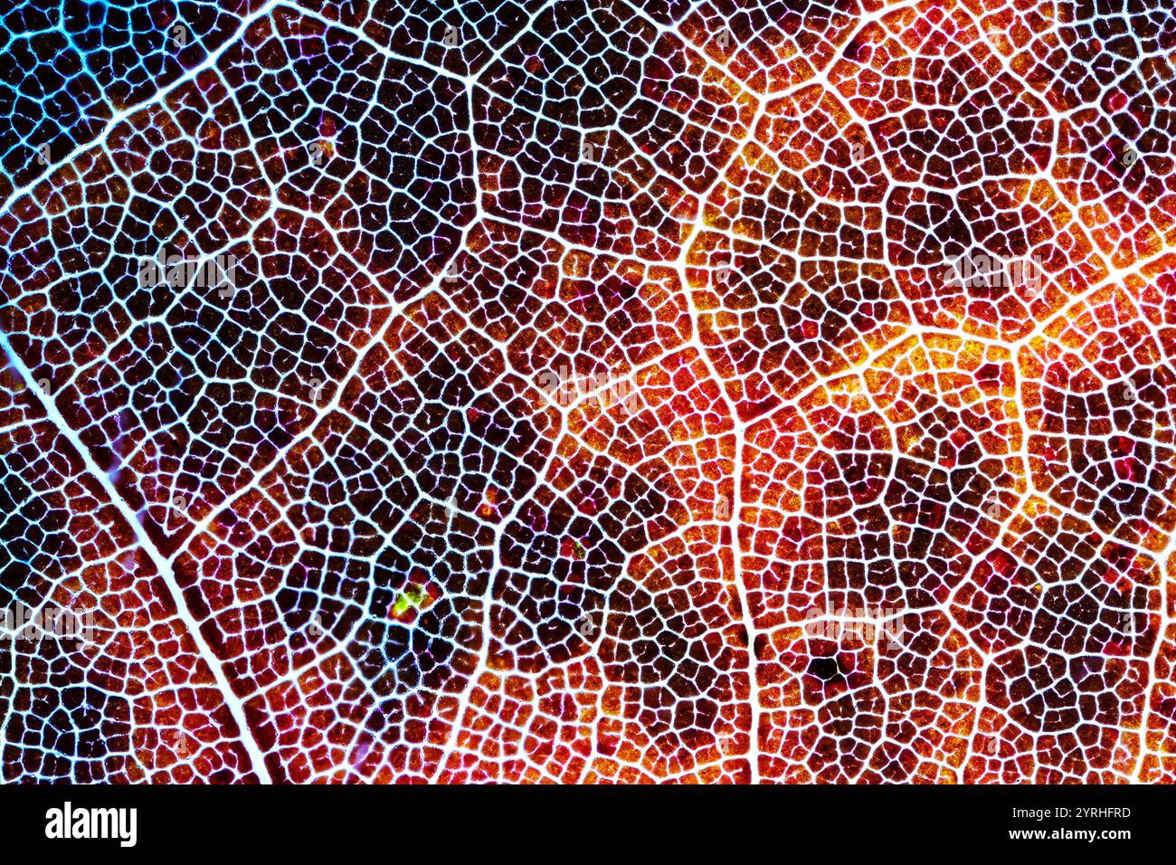 Chlorophyll disappearance hi-res stock photography and images - Alamy