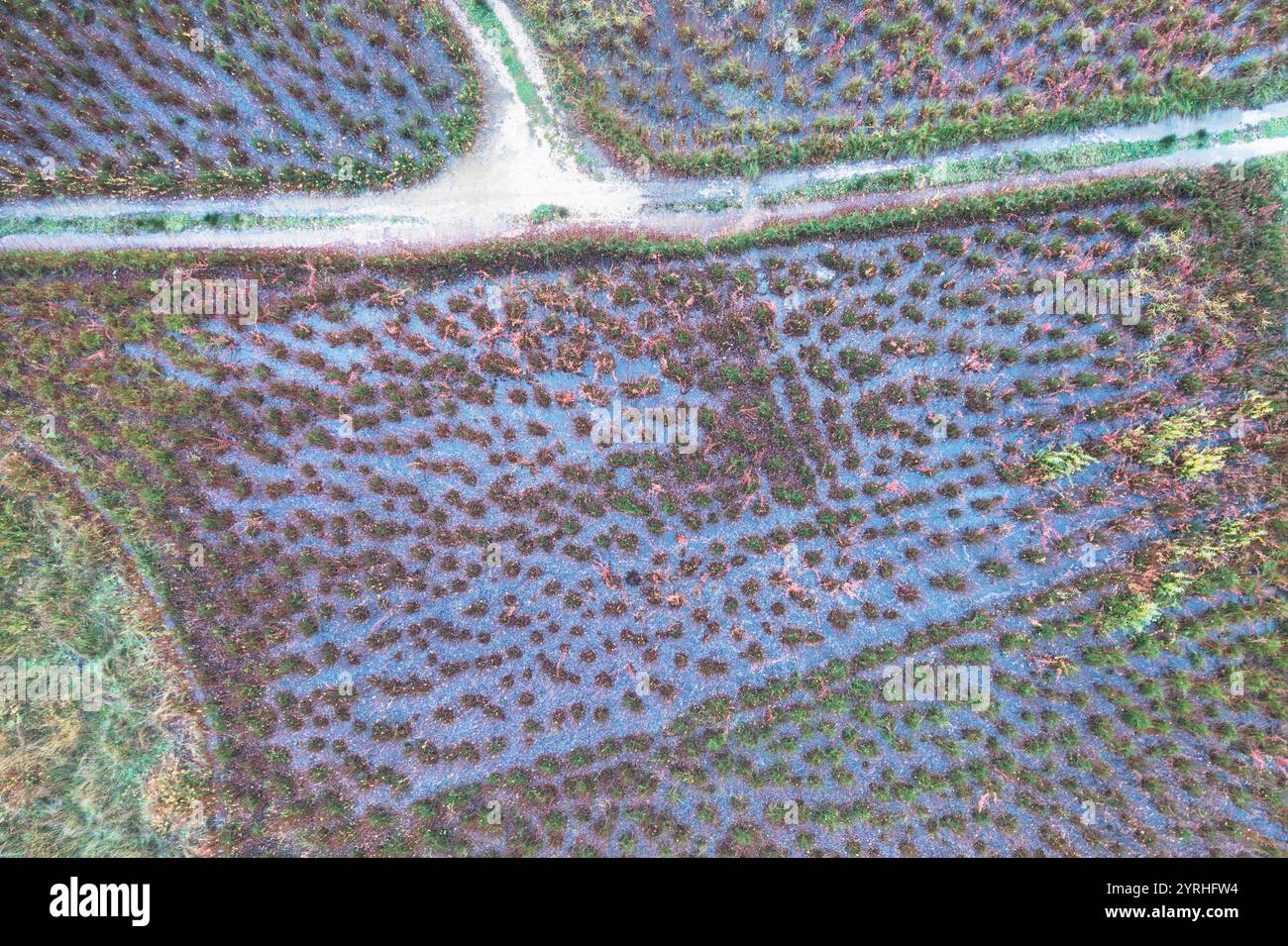 Bird's eye view of patterned wicker fields in Canamares, Cuenca, Spain ...