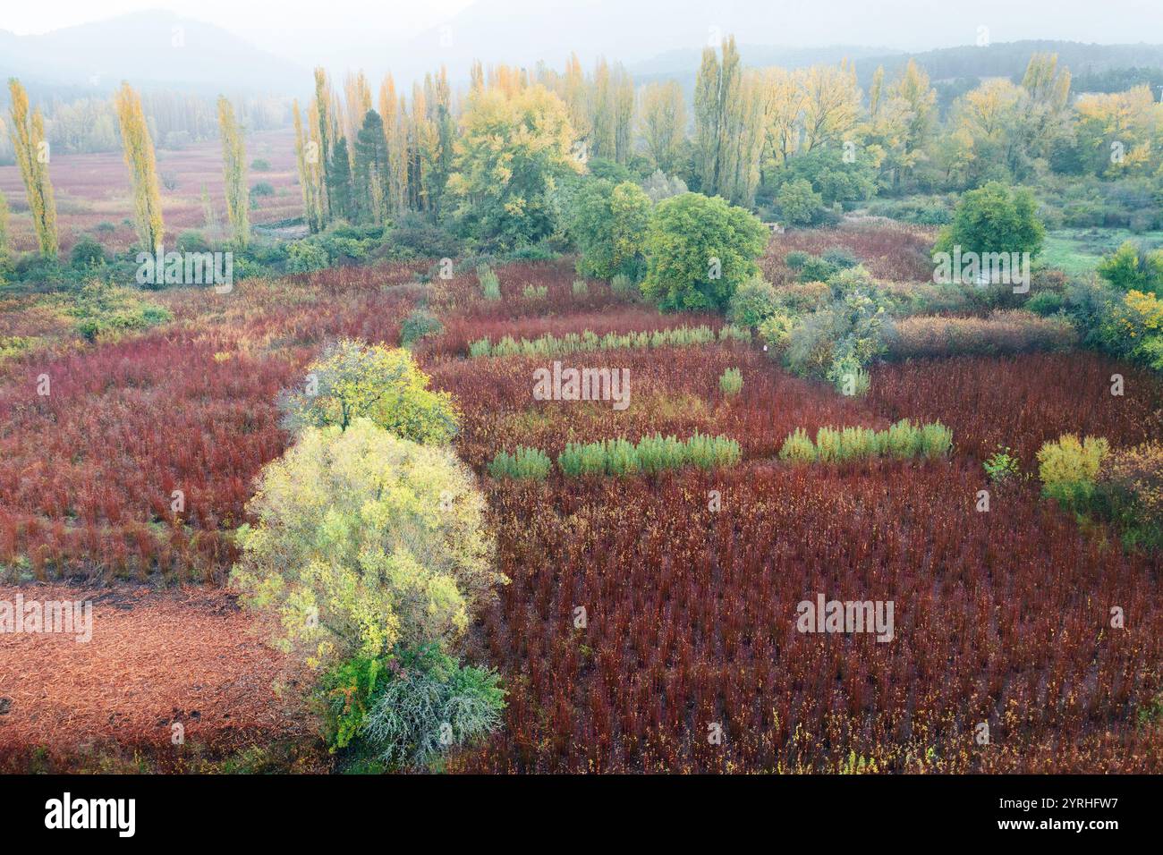 Aerial view of lush wicker fields in Canamares, Cuenca, Spain The ...
