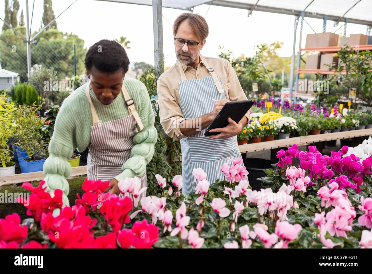 Two employees in a garden store focus on inventory amidst colorful flowers They collaborate ...