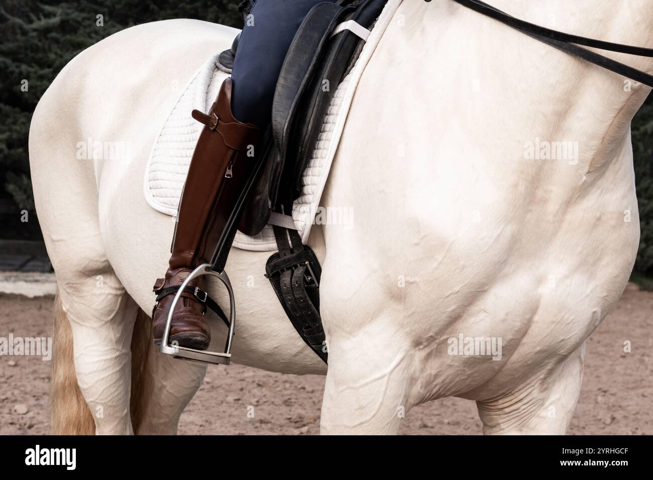 Close-up of an equestrian rider's leg in a stirrup on a white horse ...