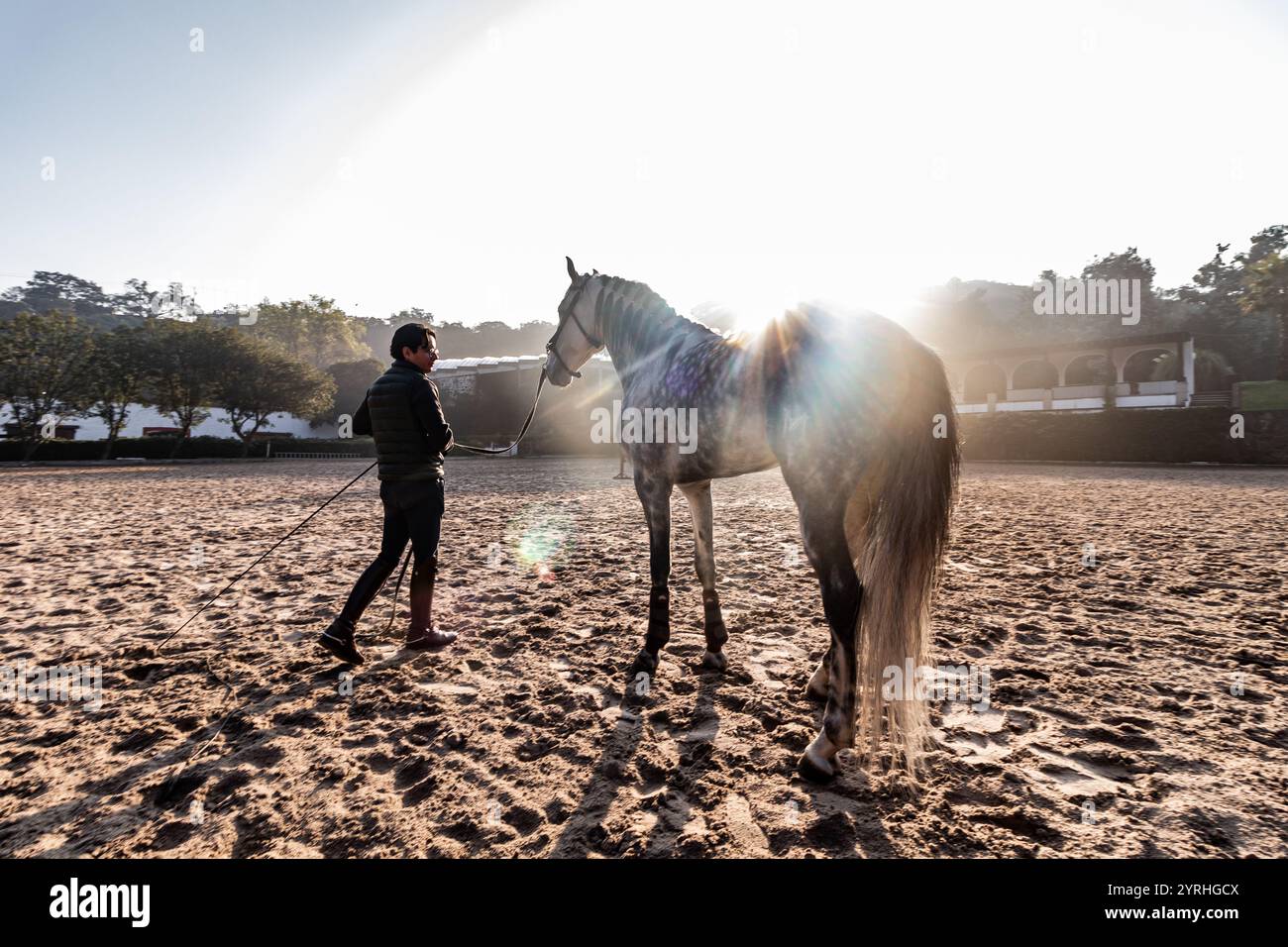A trainer leads a horse in a sandy arena during an early morning ...