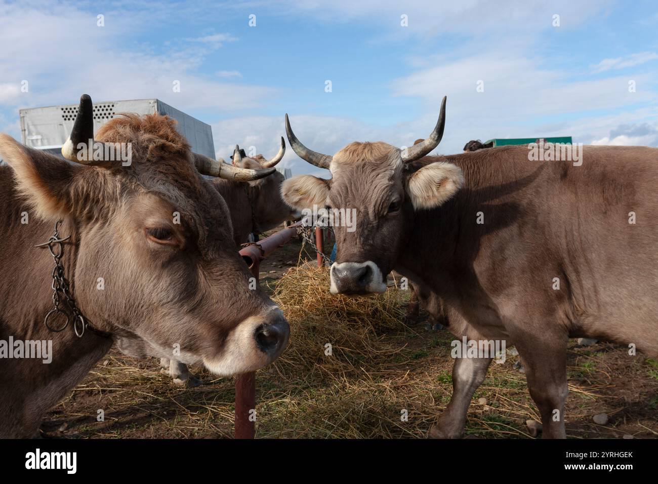 Rural scene depicting cows in Maramures, Northern Romania, showcasing ...