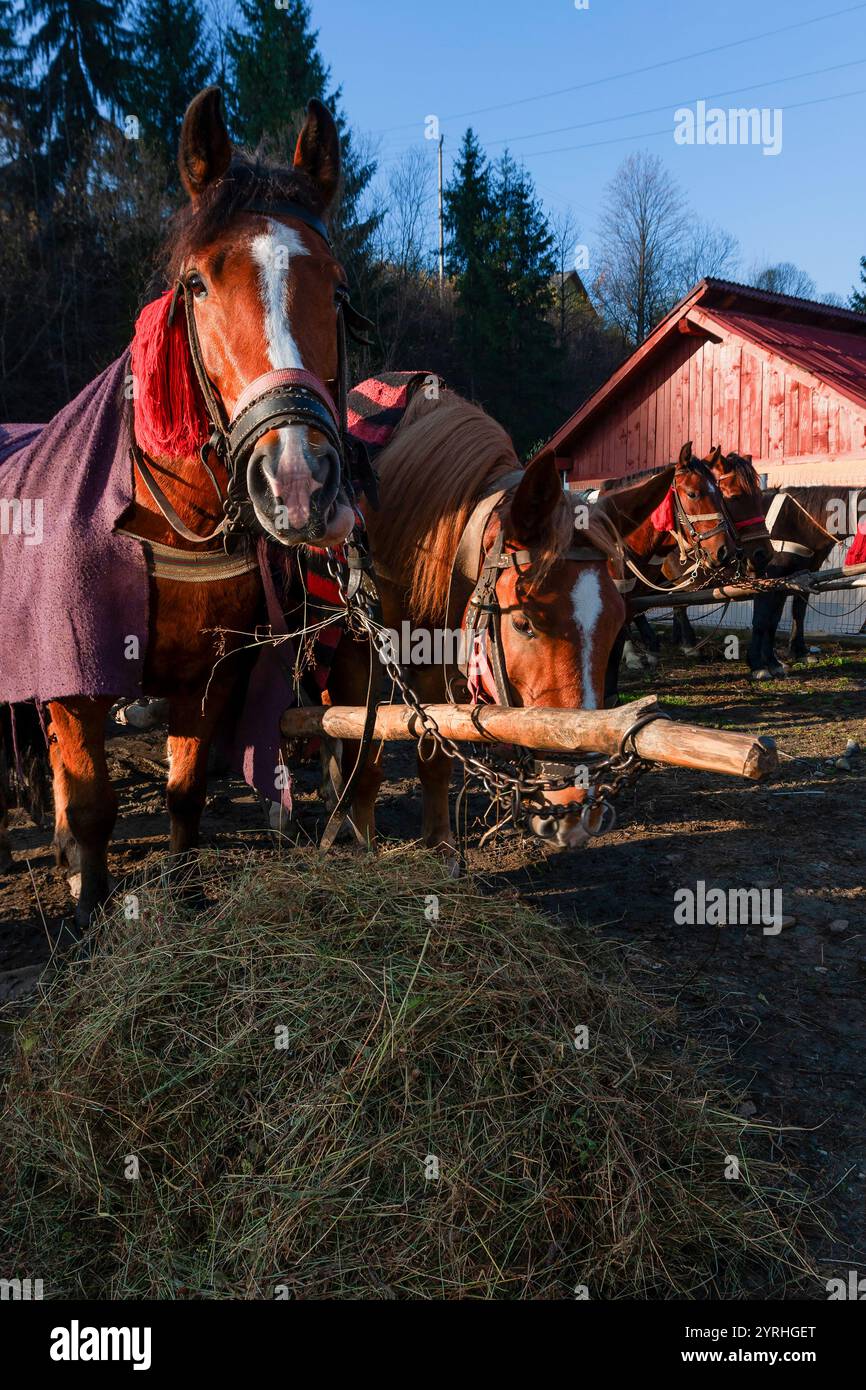 Horses in Maramures, Northern Romania, embody the traditional ...