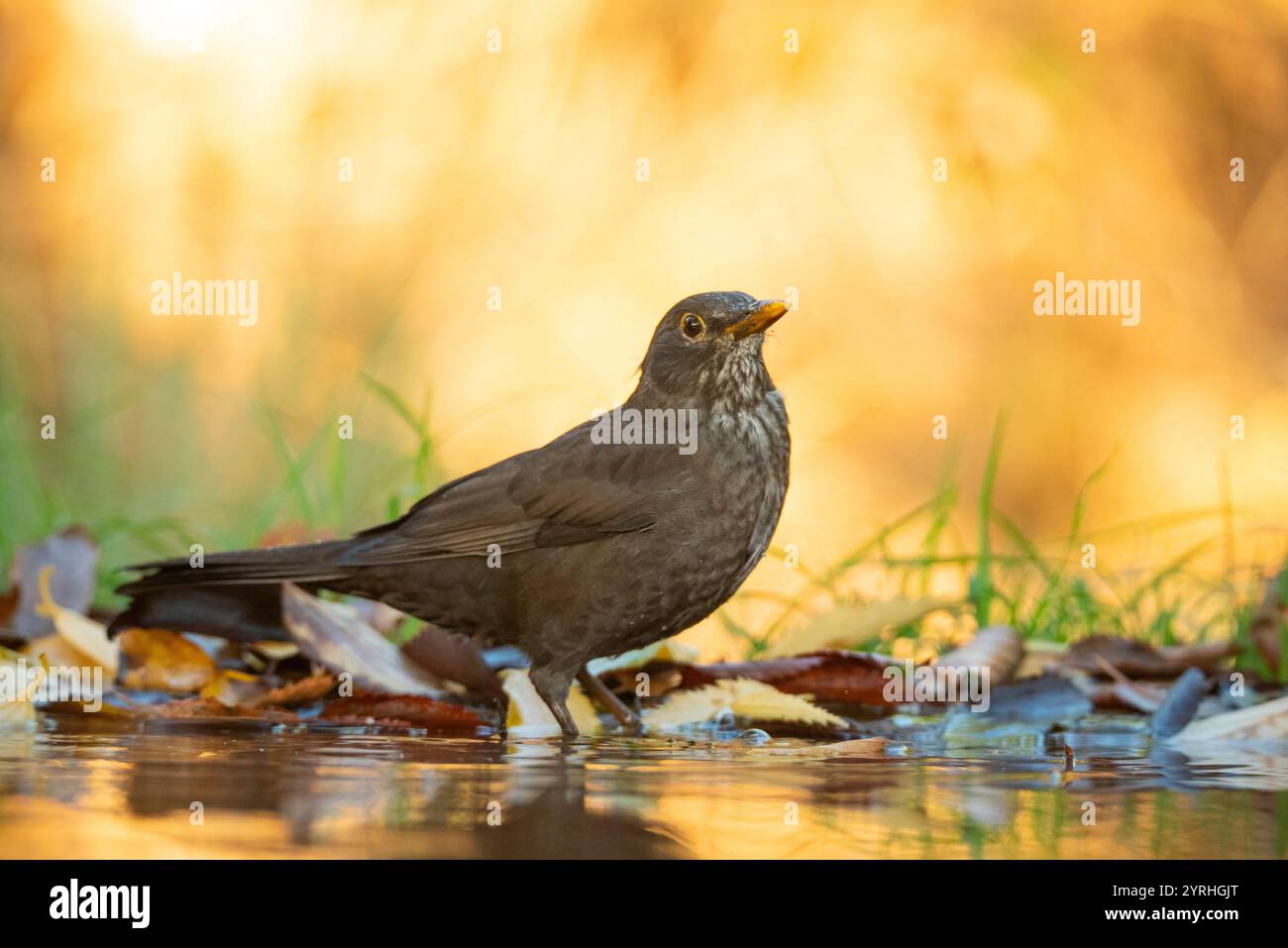 A Common Blackbird stands by a water pool surrounded by autumn leaves ...
