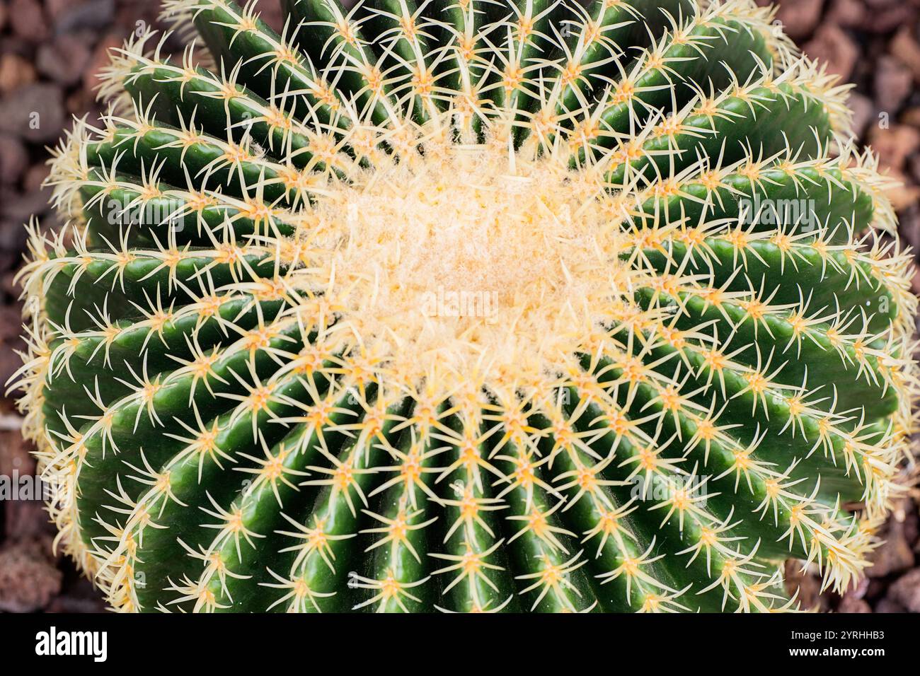 Radial plant growth hi-res stock photography and images - Alamy