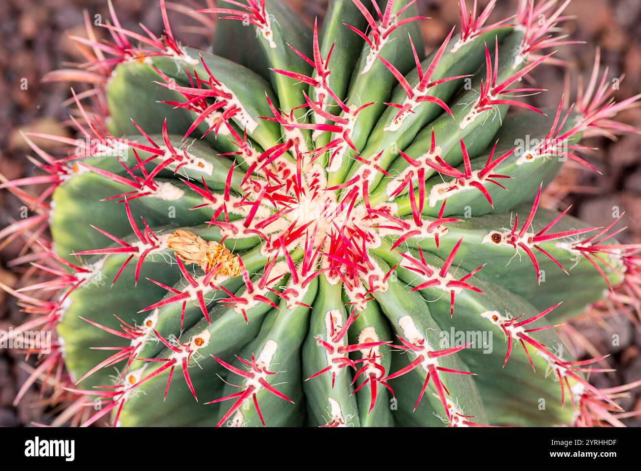 A top-down view of Ferocactus pilosus reveals its vibrant red spines ...