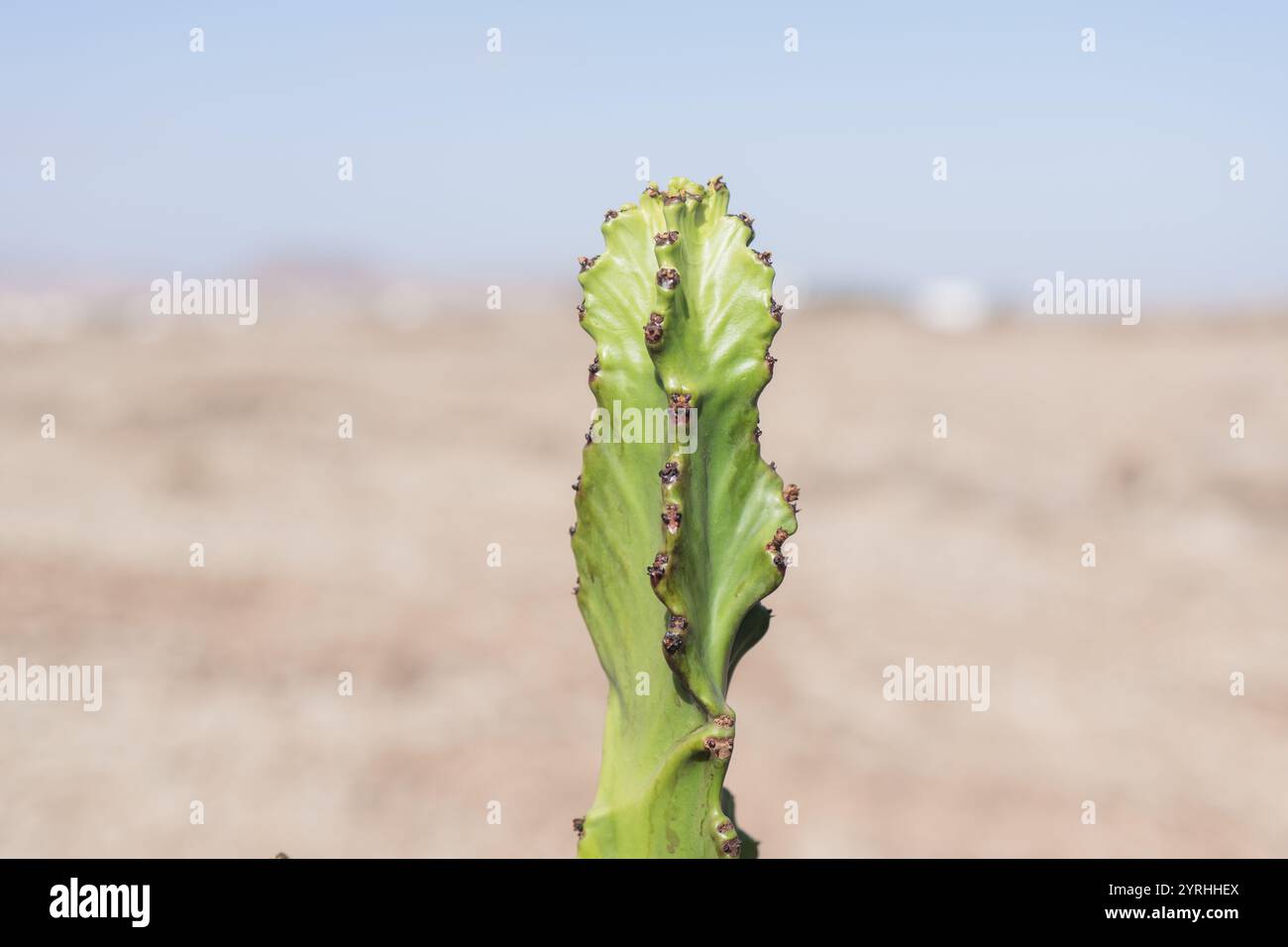 A detailed close-up of an Euphorbia candelabrum cactus, showcasing its ...